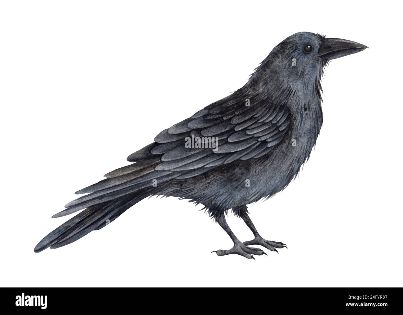 Black realistic raven. Watercolor illustration handed manually on an ...