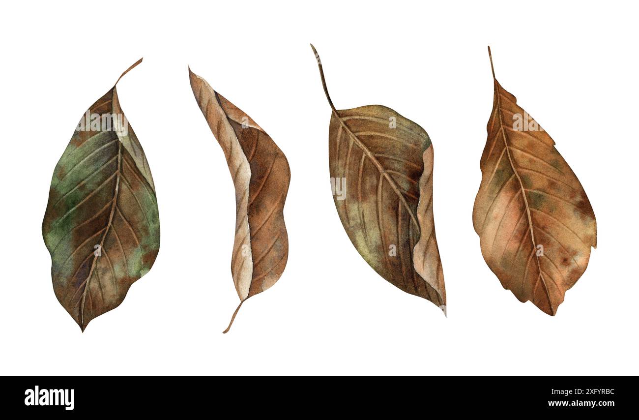 Autumn leaves at various stages of decay. The watercolor botanical ...