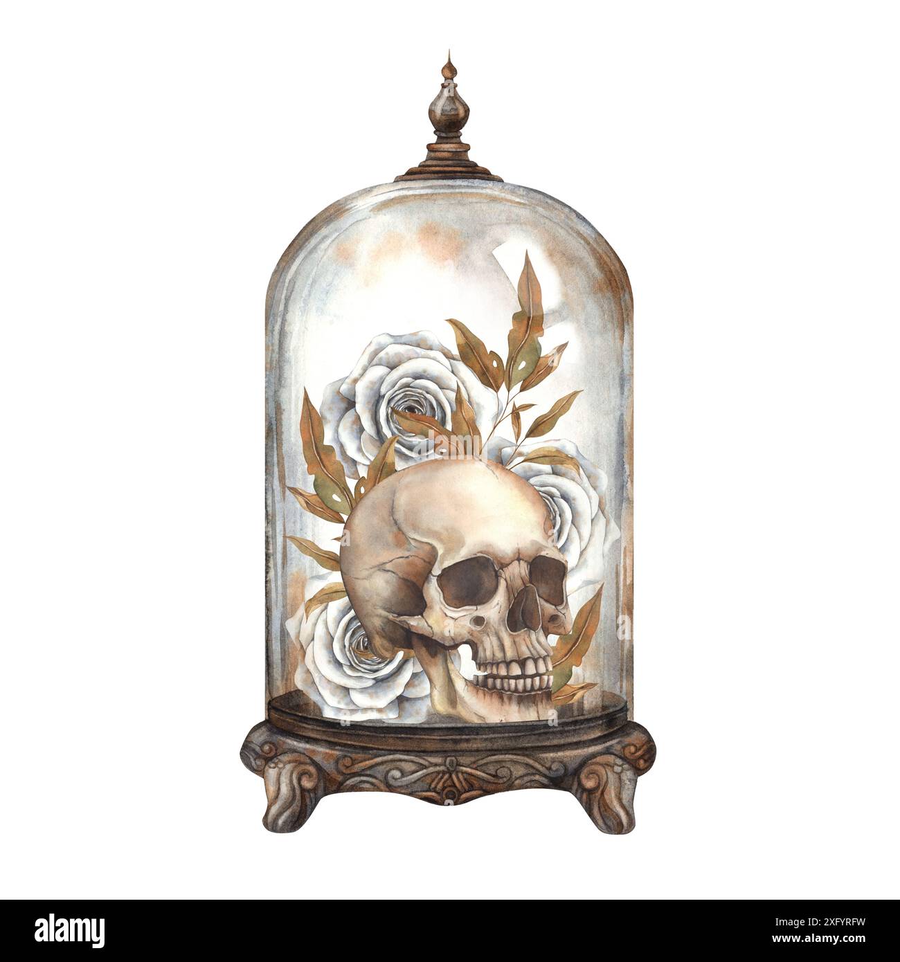 The human skull, surrounded by white roses in a vintage glass dome ...