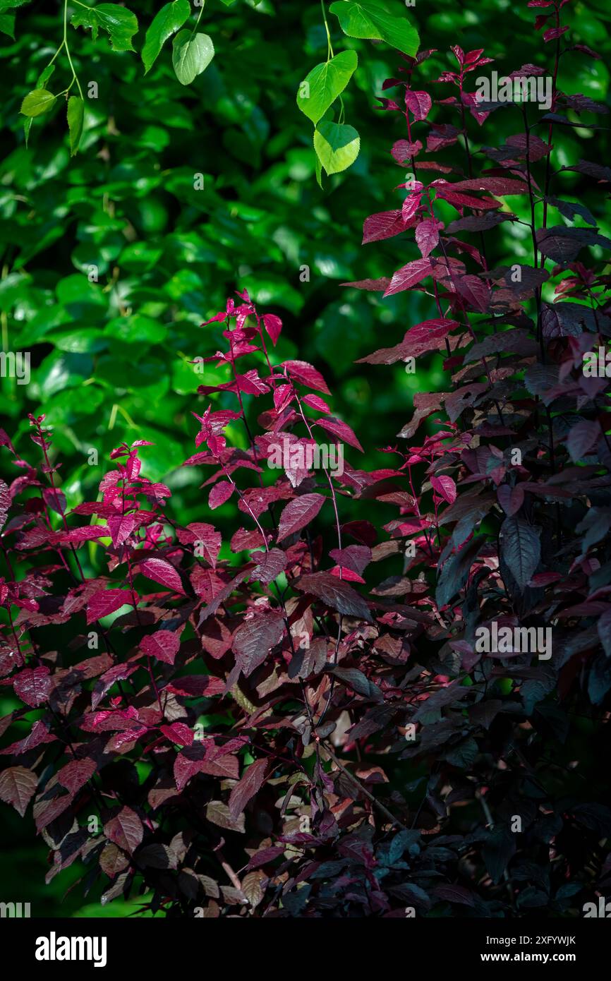 Purple leaf tree hi-res stock photography and images - Alamy