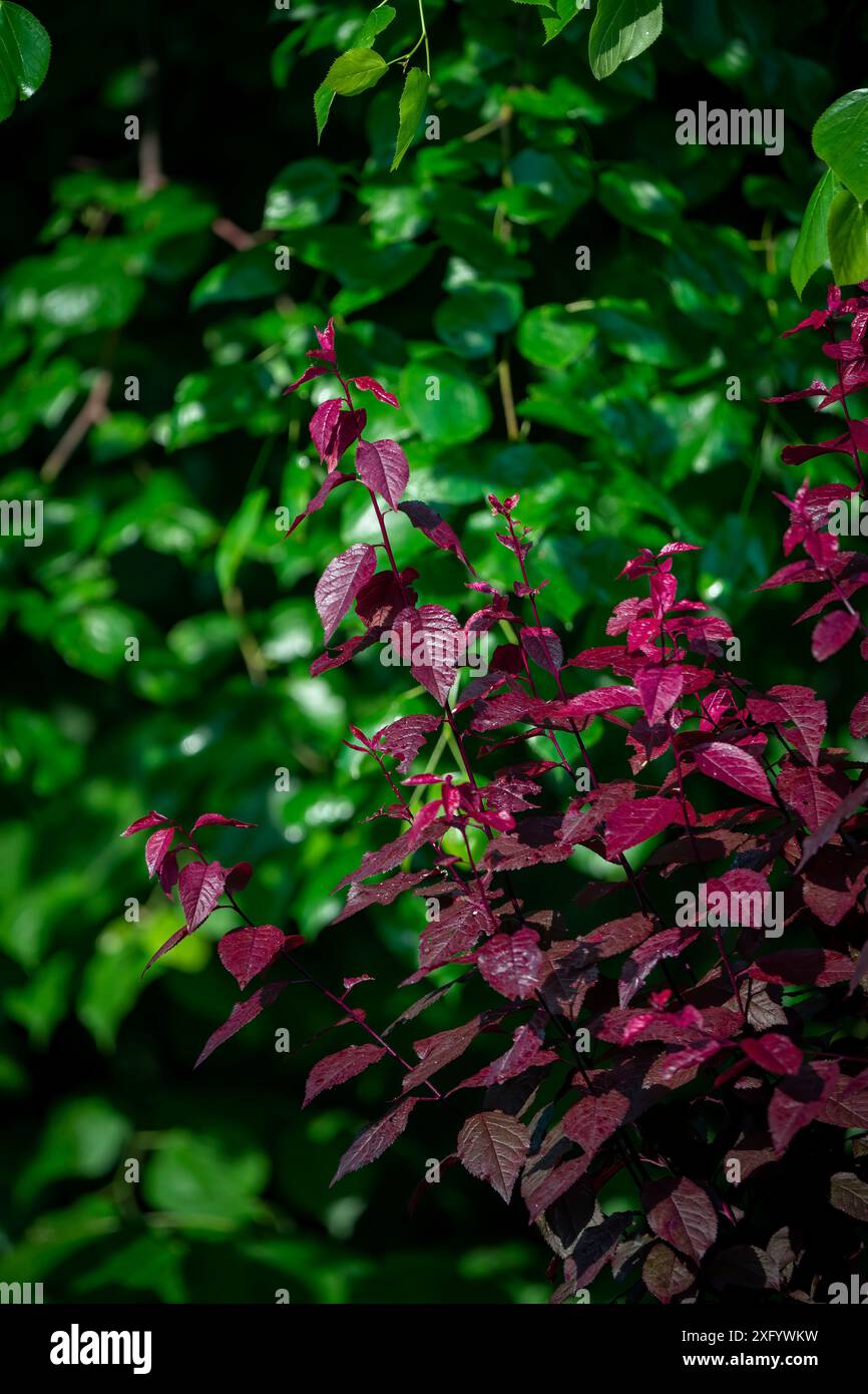 Purple leaf tree hi-res stock photography and images - Alamy