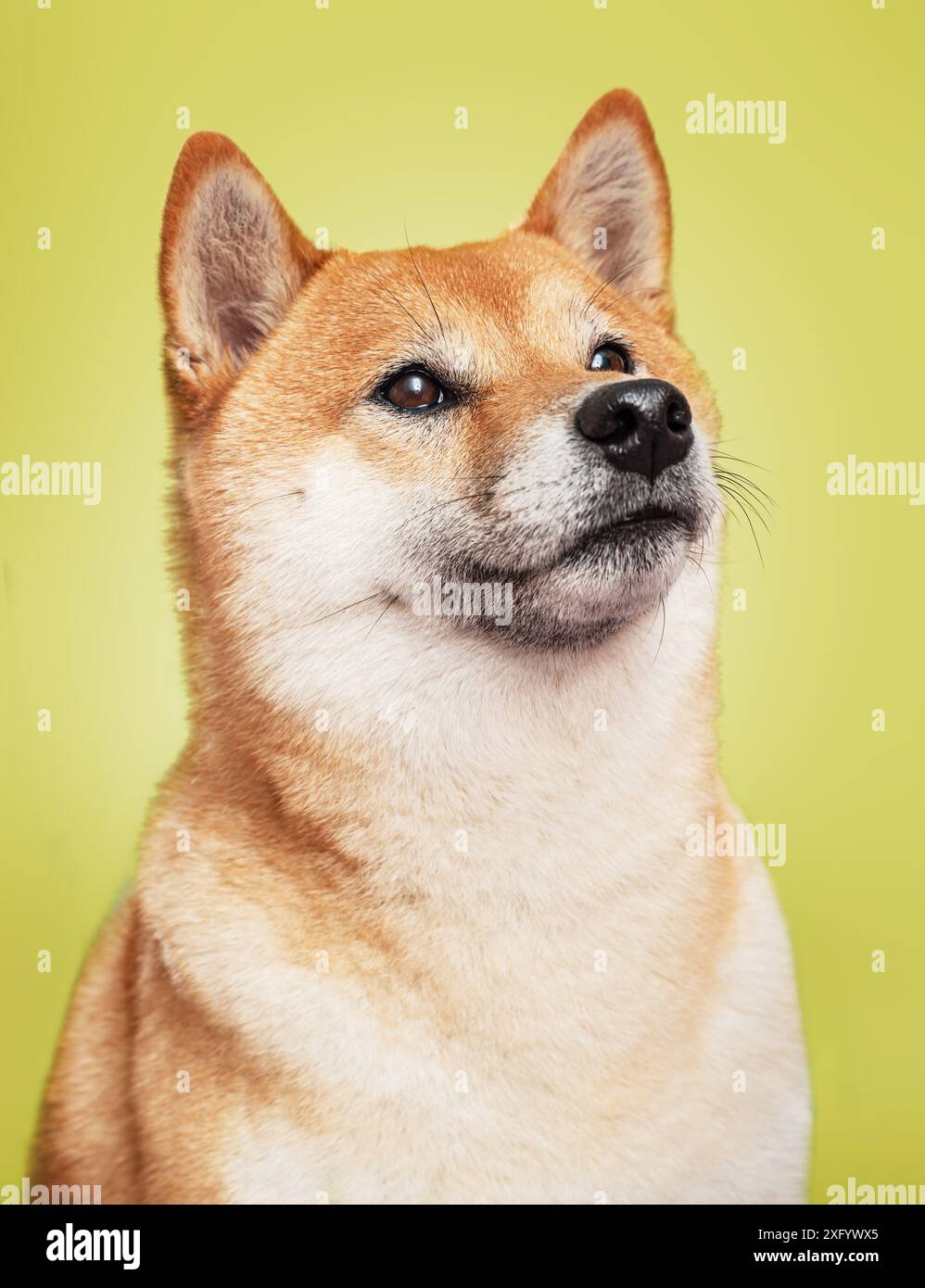 Portrait of Shiba Inu dog on yellow background Stock Photo - Alamy