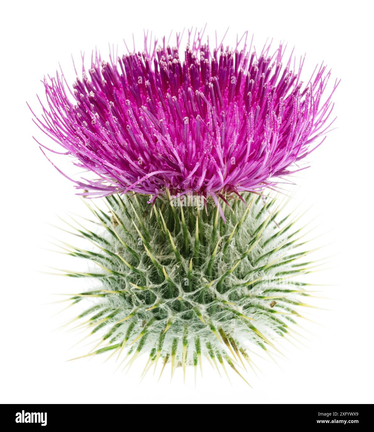 Thistle head Cut Out Stock Images & Pictures - Alamy