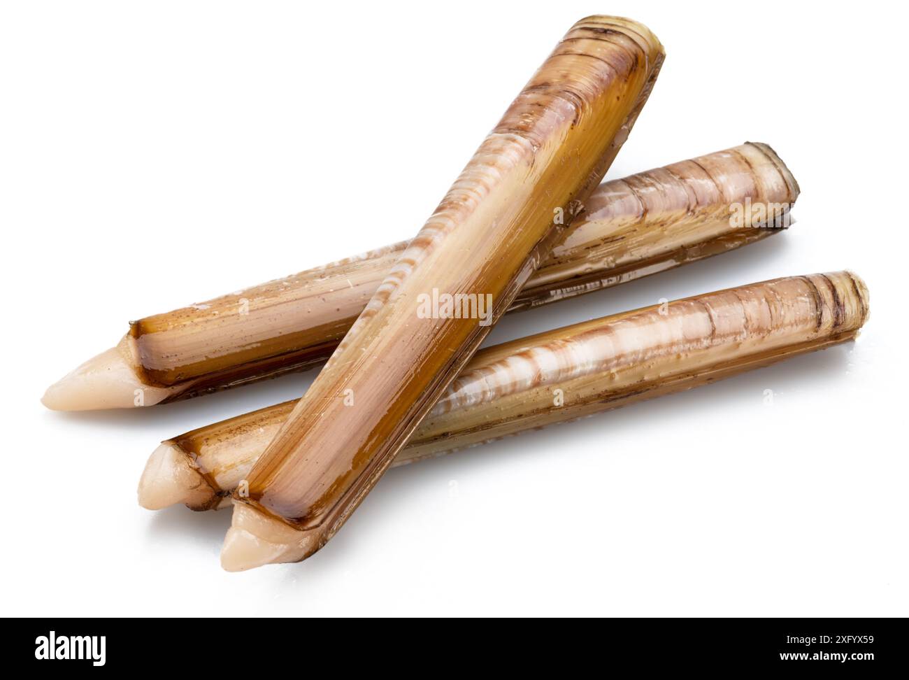 Edible raw razor clams isolated on white background. Delicacy food ...