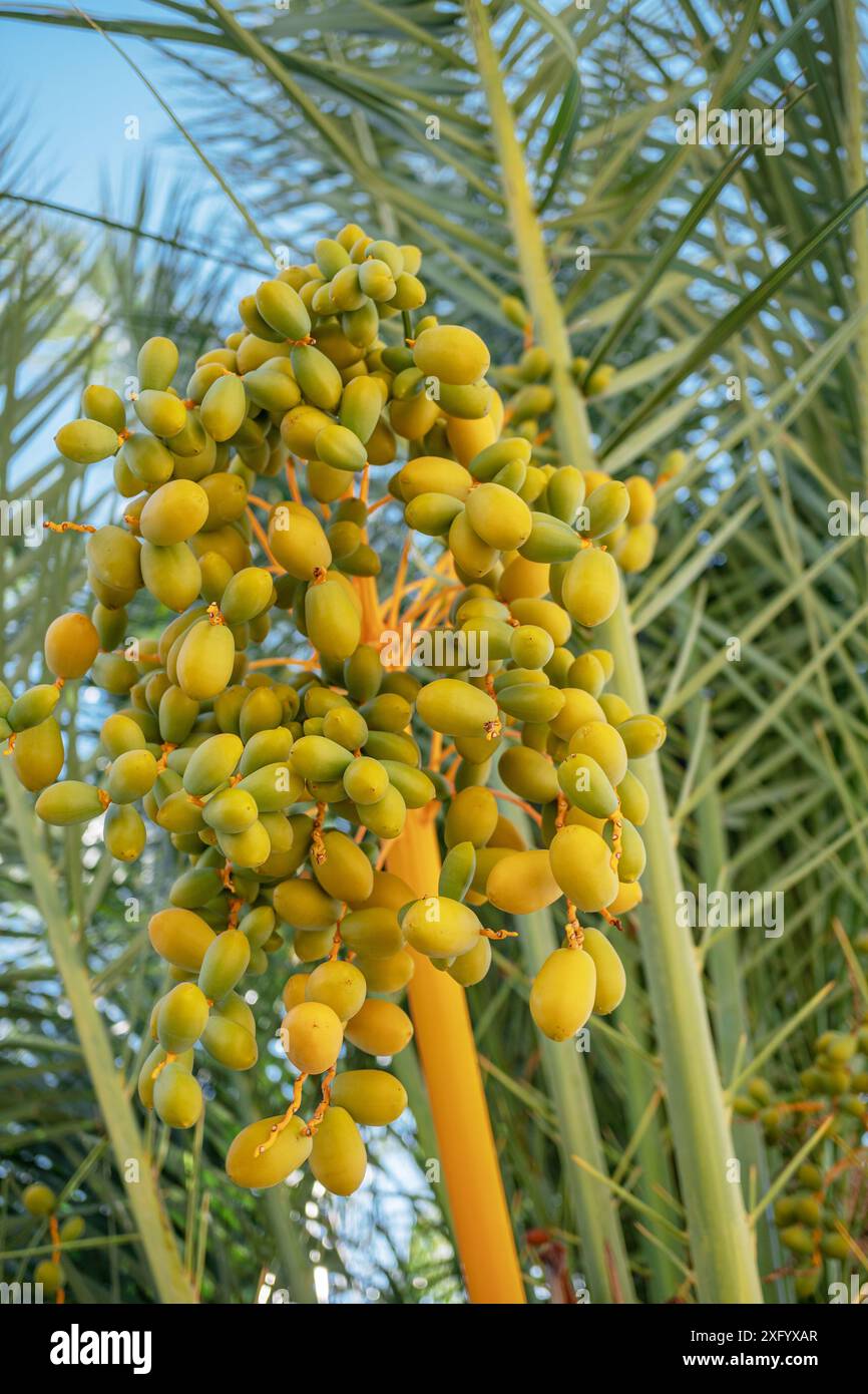 Green unripe dates fruit clusters on date palm close up. Vertical photo ...