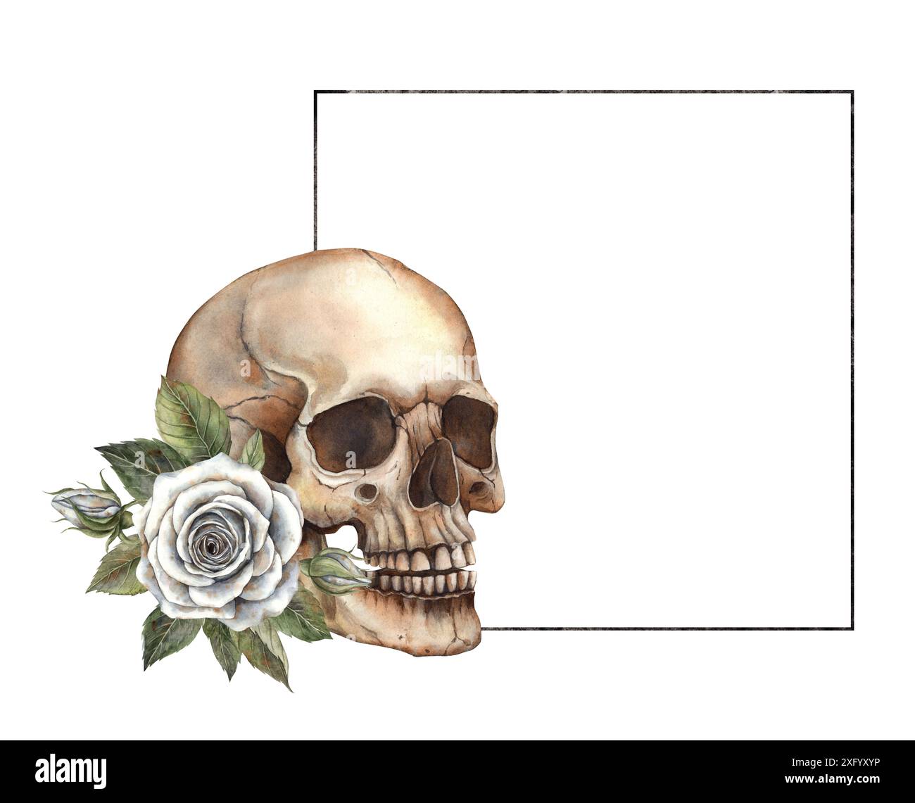 Realistic anatomical skull with white rose and green leaves. Hand ...