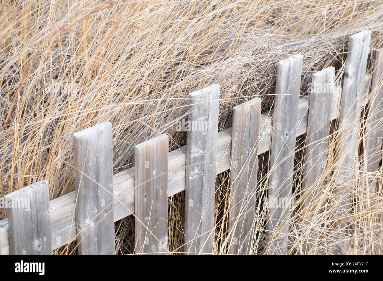 Weathered Fence and Beach Grasses - Grand Bend, Ontario - Horizontal ...