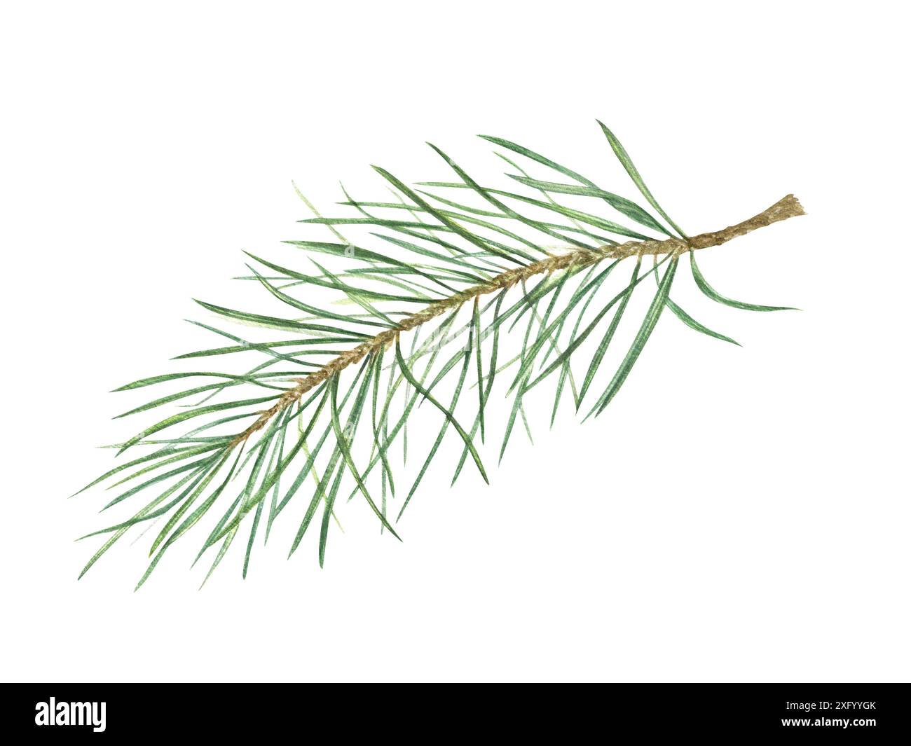 Forest single pine branch. Xmas evergreen plant sprig. Green lush twig ...