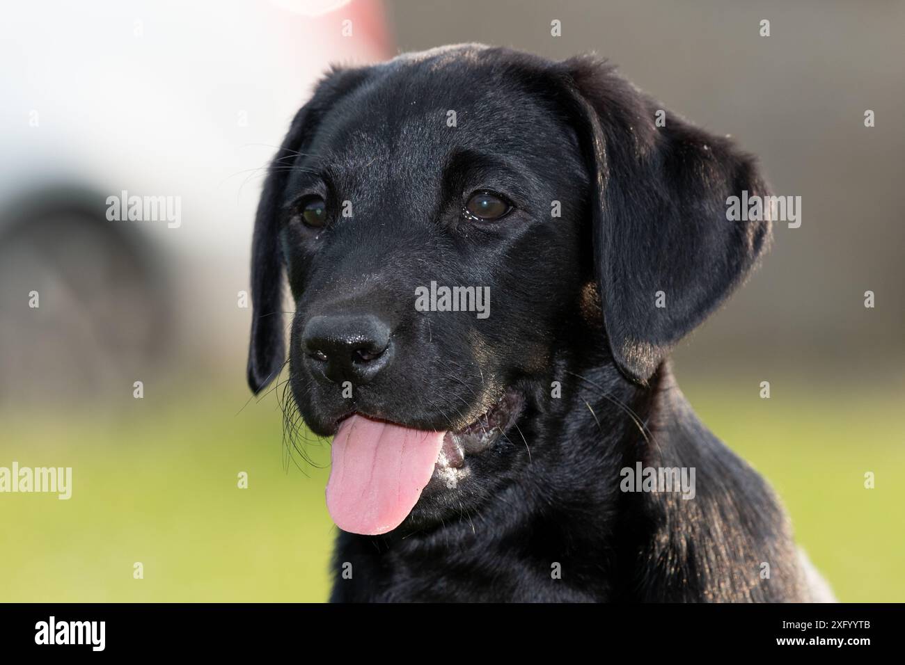 Cute portrait of an 8 week old black Labrador puppy Stock Photo - Alamy