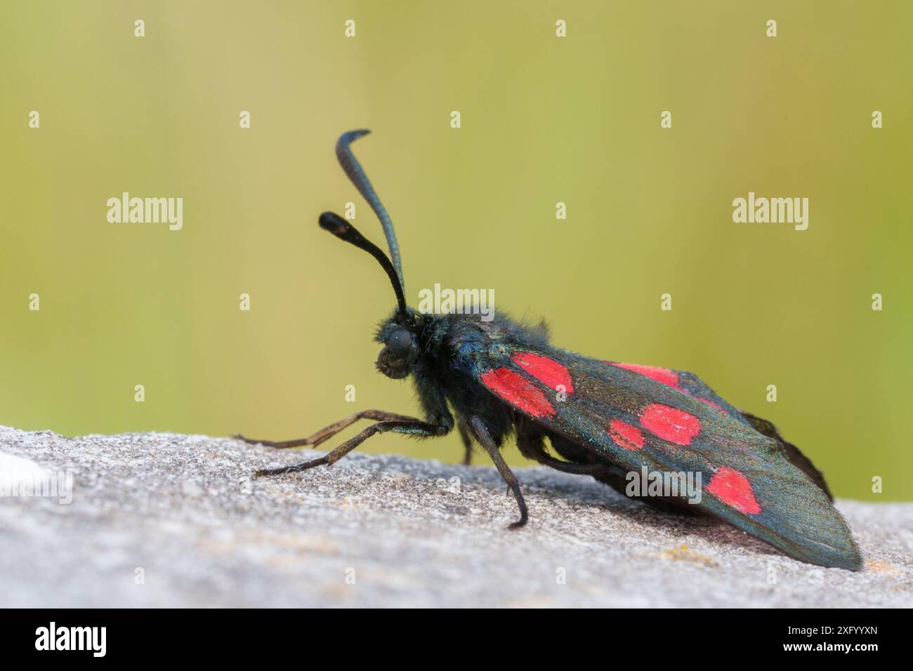 Six spot burnet moth in Southampton Old Cemetery Stock Photo - Alamy