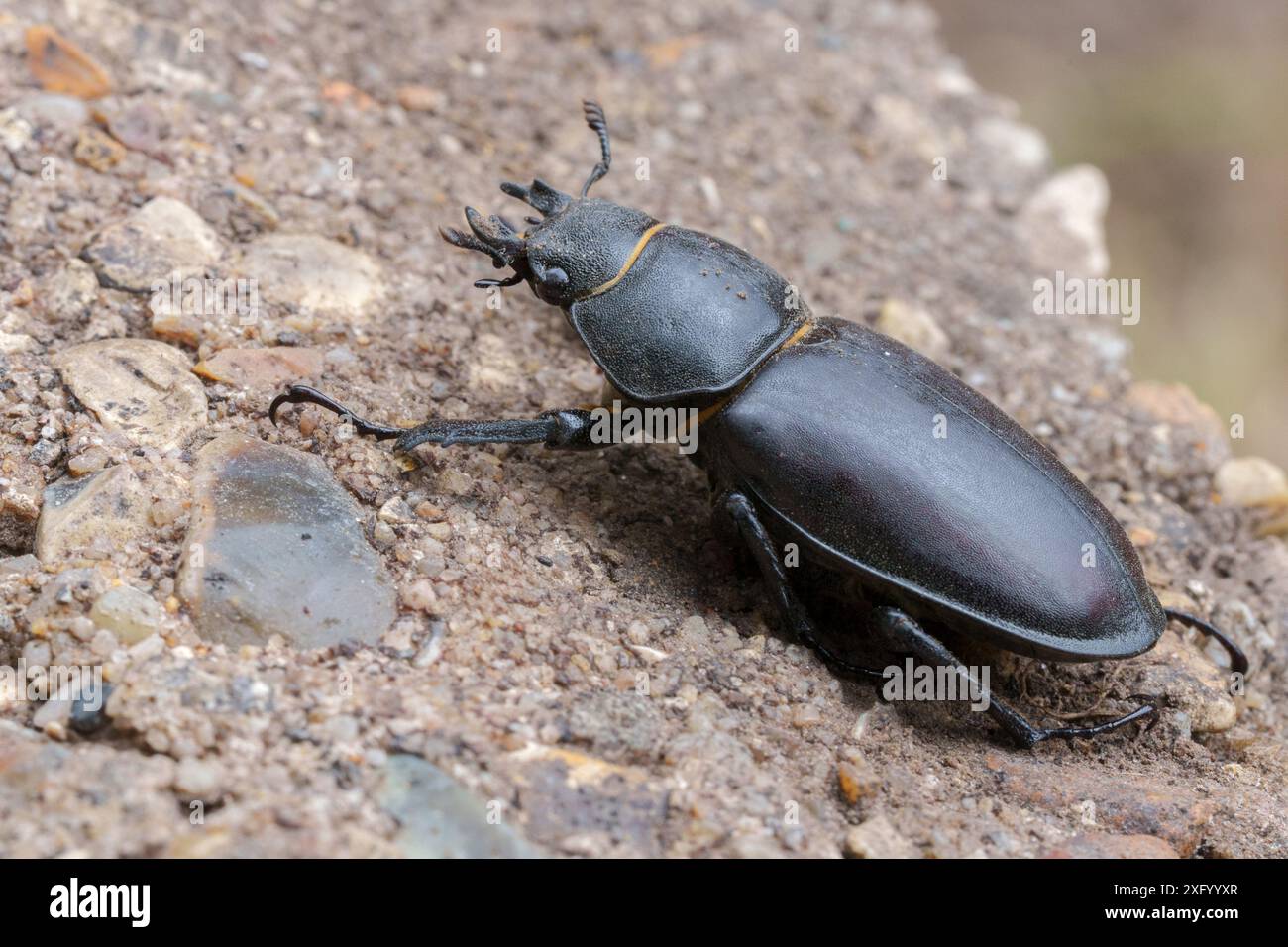 female stag beetle Stock Photo - Alamy
