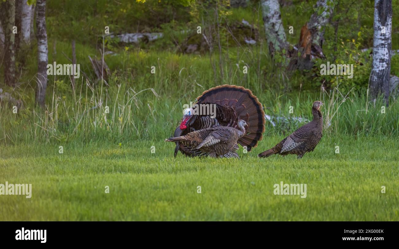 Strutting for two hens hi-res stock photography and images - Alamy