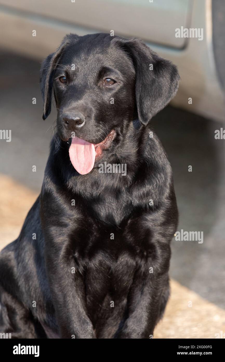 Cute portrait of an 8 week old black Labrador puppy Stock Photo - Alamy