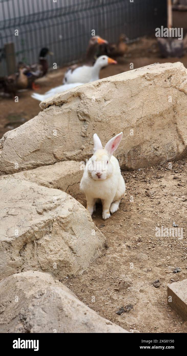 Farm film moving image hi-res stock photography and images - Alamy