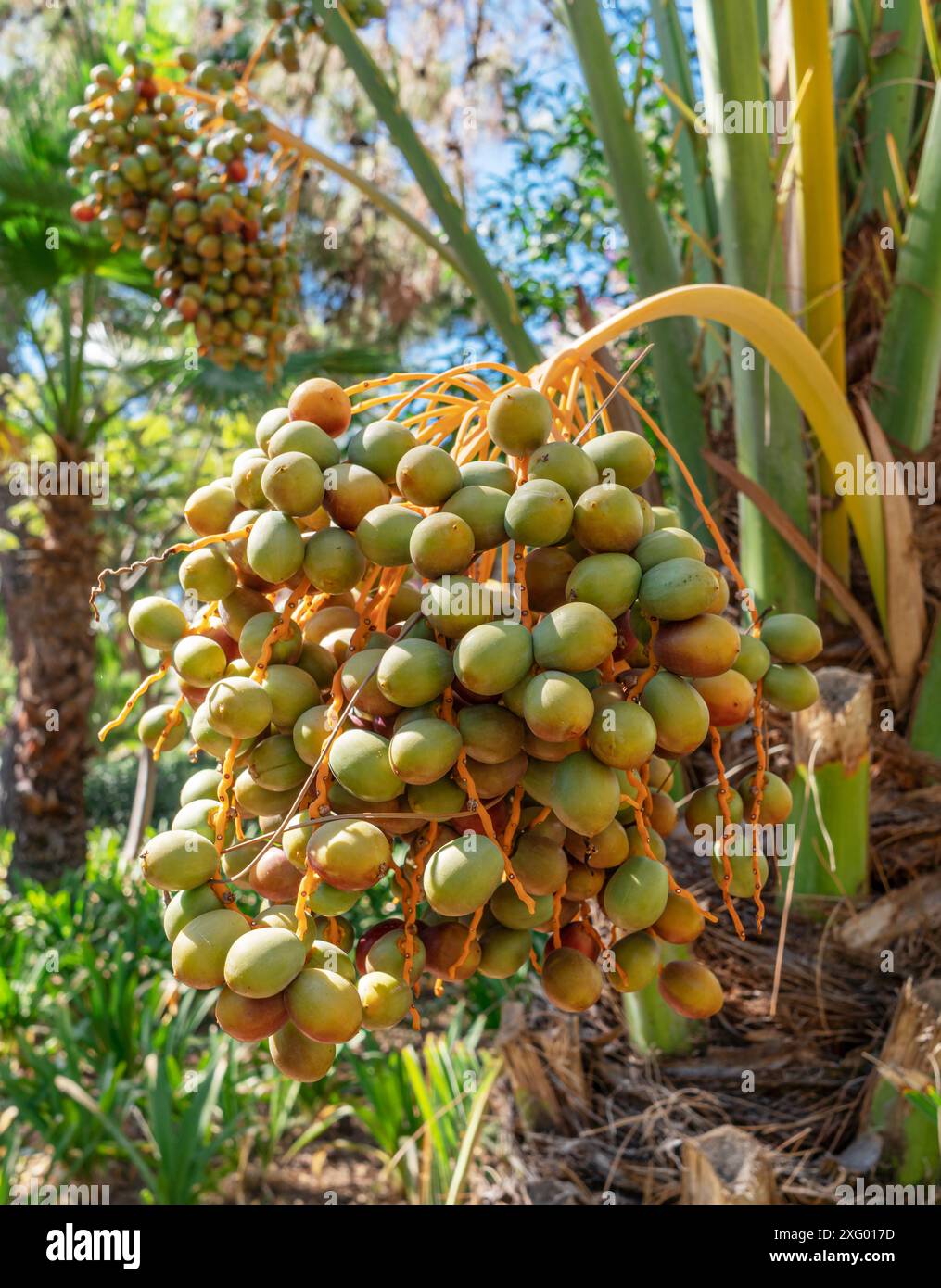 Green unripe dates fruit clusters on date palm close up. Vertical photo ...