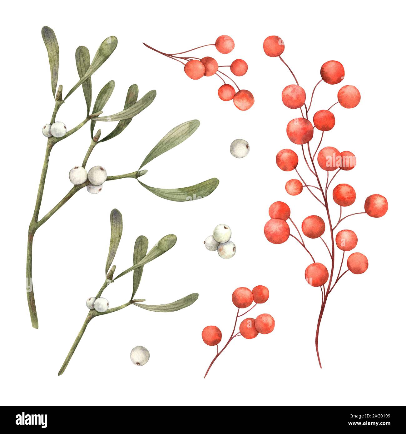 Collection of Christmas botanical elements, mistletoe and red berries ...