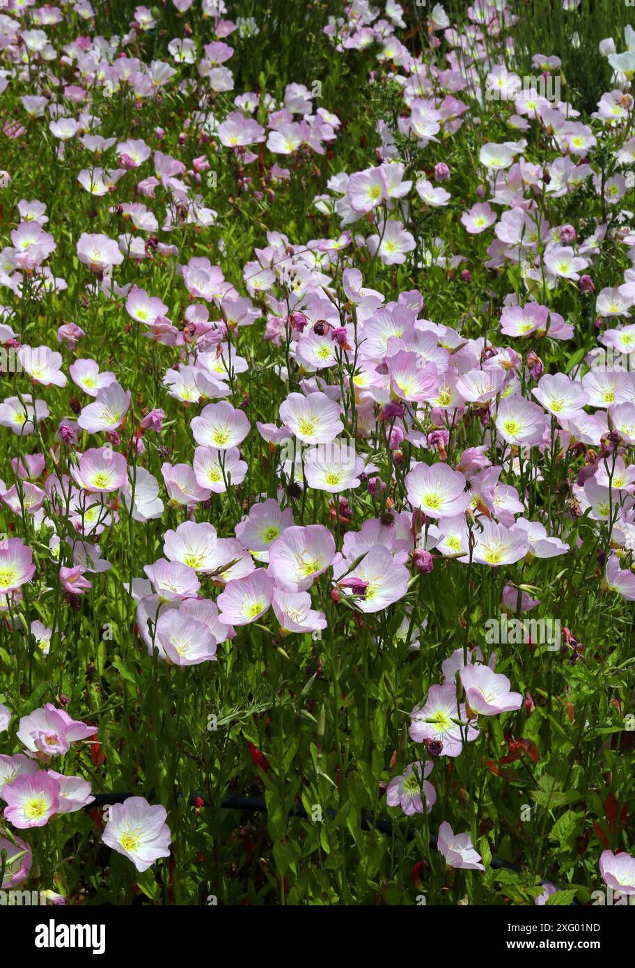 Evening Primrose 'Siskiyou', aka. Pinkladies, Pink Evening Primrose ...
