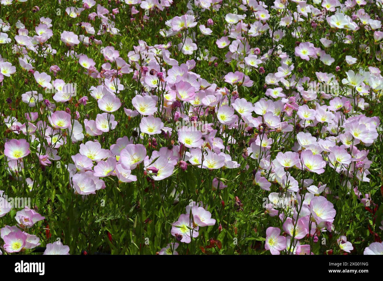 Evening Primrose 'Siskiyou', aka. Pinkladies, Pink Evening Primrose ...