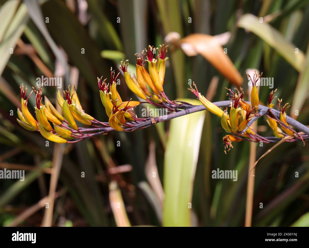 Mountain Flax, Phormium cookianum, Hemerocallidaceae. New Zealand Stock ...