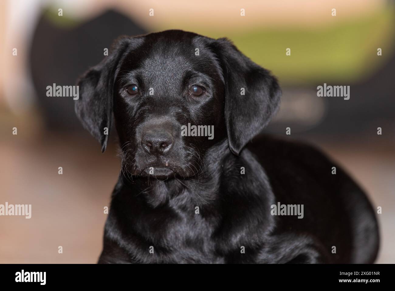 Cute portrait of an 8 week old black Labrador puppy laying down on the ...