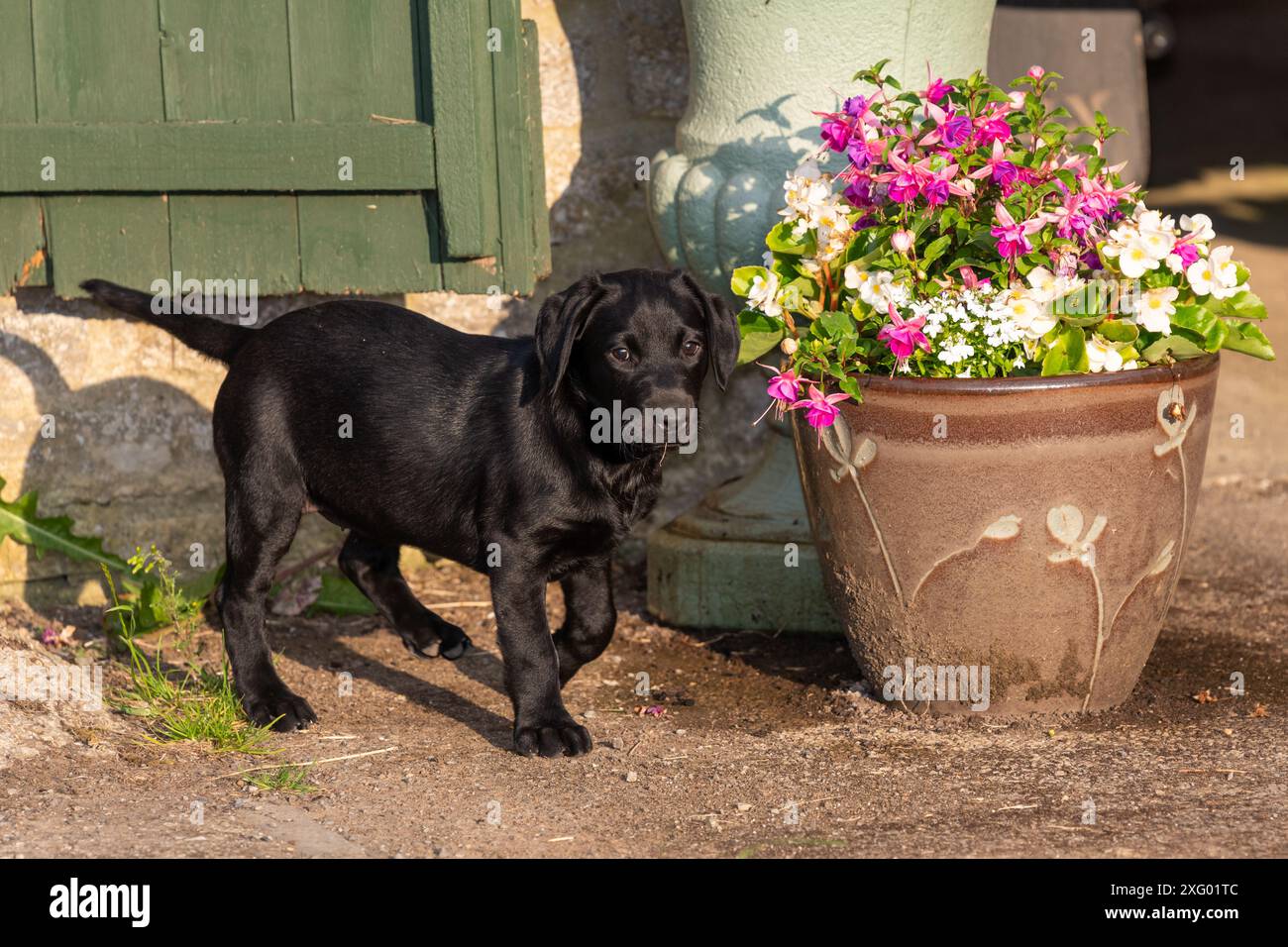 Cute portrait of an 8 week old black Labrador puppy Stock Photo - Alamy