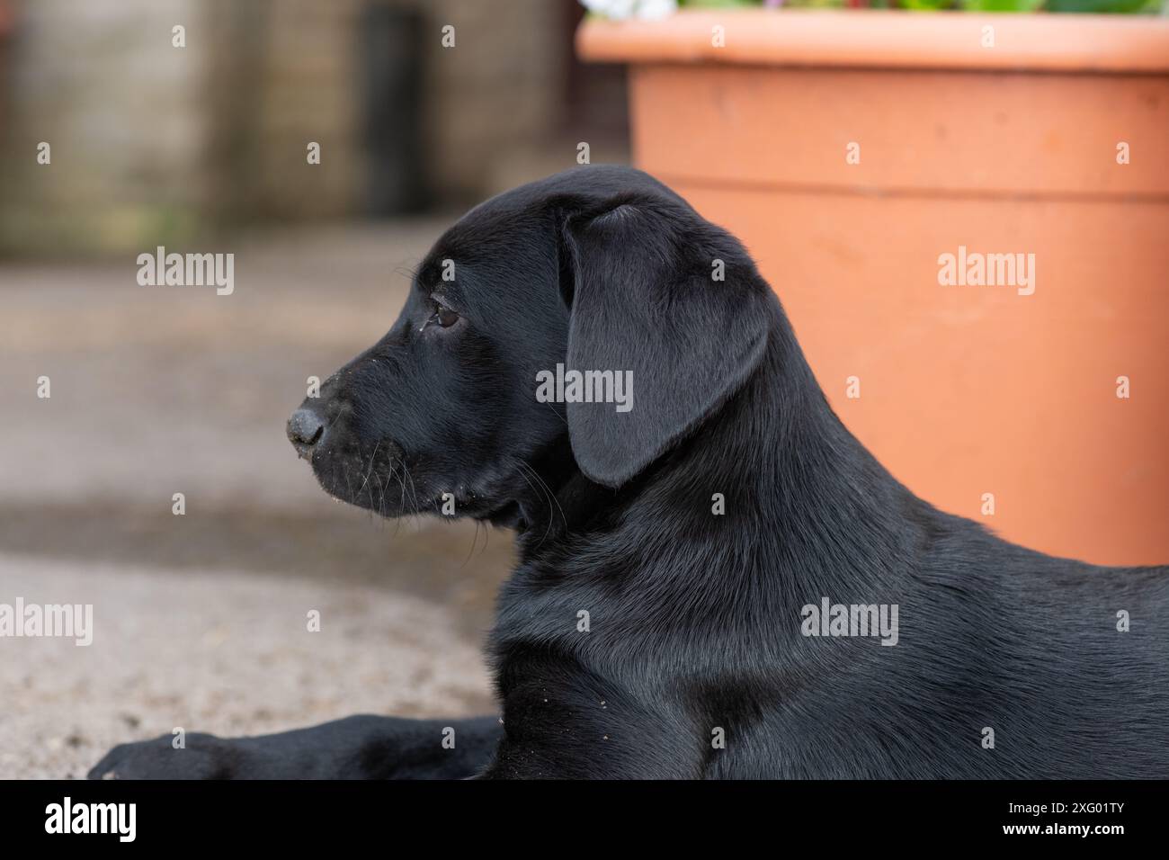 Cute portrait of an 8 week old black Labrador puppy laying down on the ...