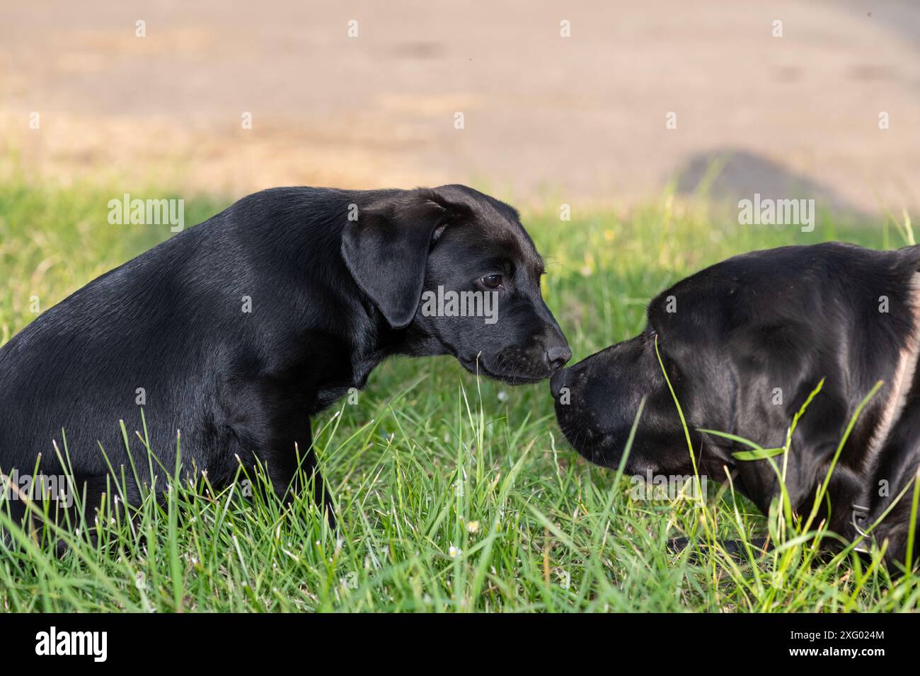 Cute portrait of an 8 week old black Labrador puppy meeting a fullly ...
