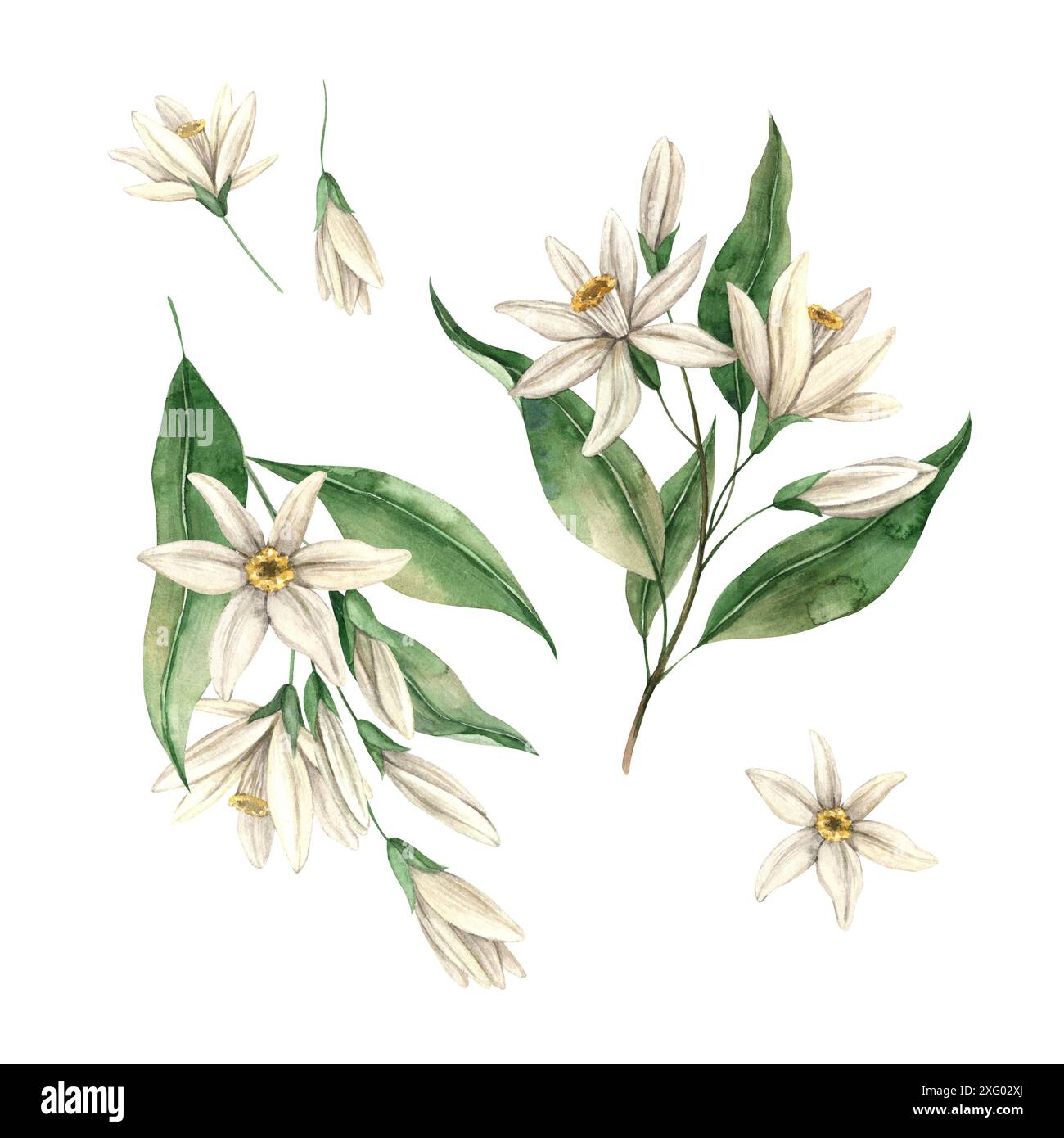 Flowers in lemon tree Cut Out Stock Images & Pictures - Alamy