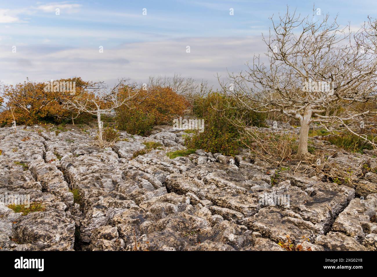 Limestone pavement with trees in the clints and grikes, Hampsfell ...