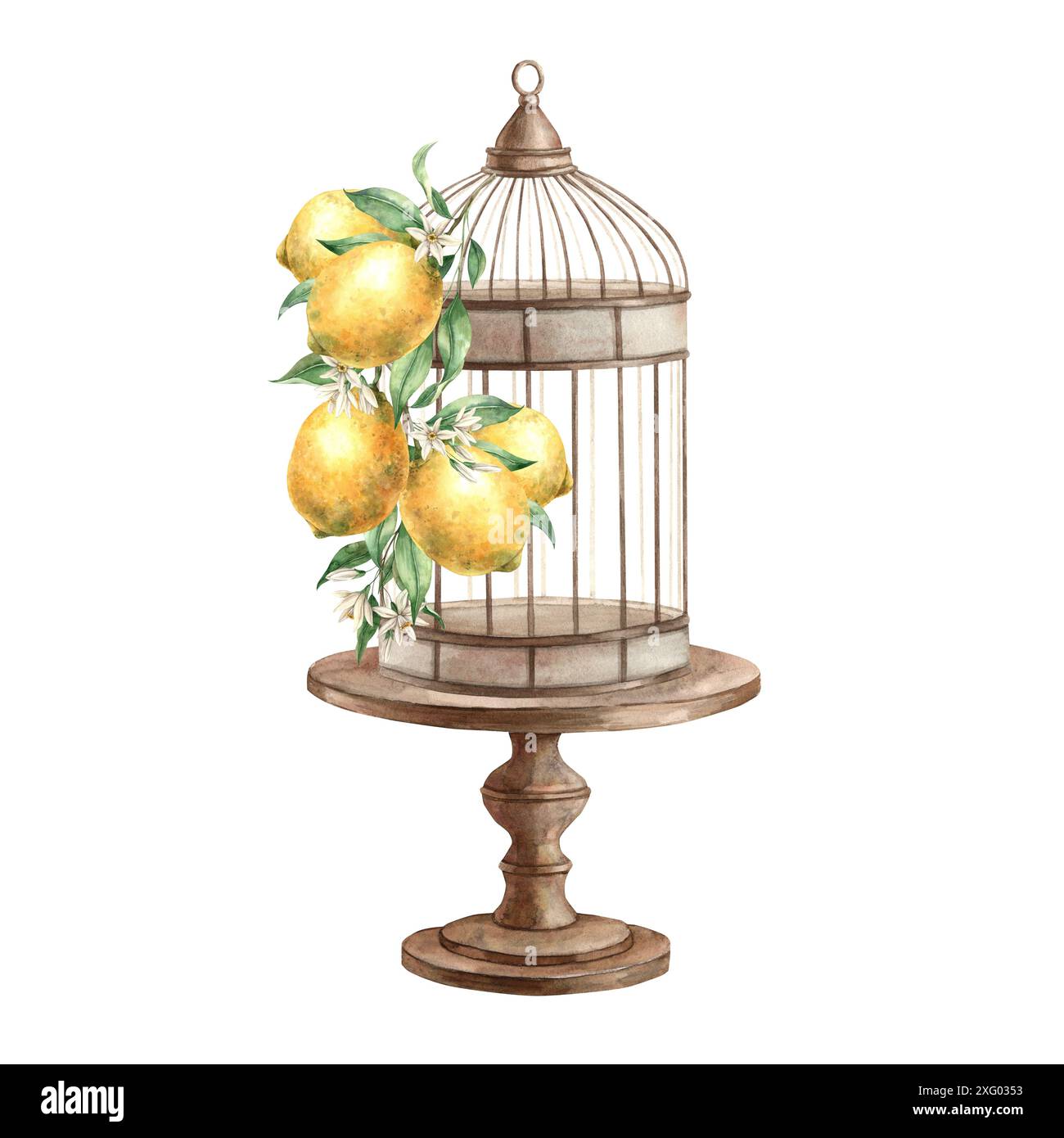Old citrus drawing Cut Out Stock Images & Pictures - Alamy