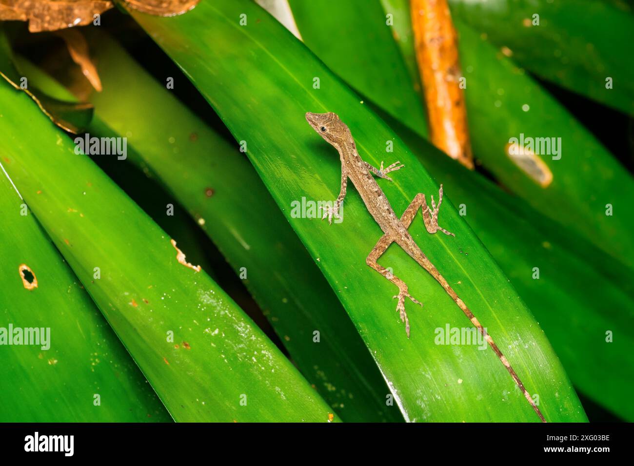 Anole (Anolis sp) tree lizard on a leaf, Costa Rica Stock Photo - Alamy