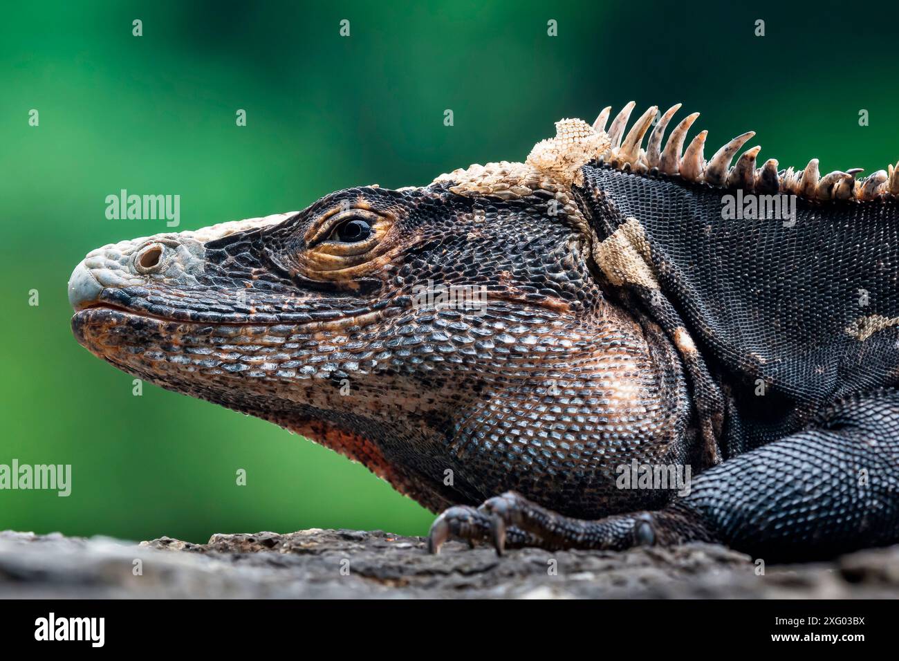 Portrait of Spiny-tailed Black Iguana (Ctenosaura similis), Manuel Antonio National Park ...