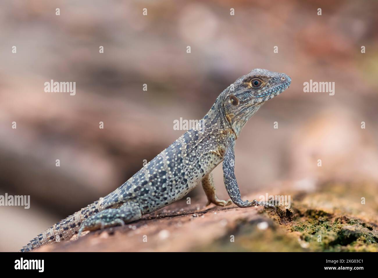 Young Black spiny-tailed iguana (Ctenosaura similis), Costa Rica Stock ...