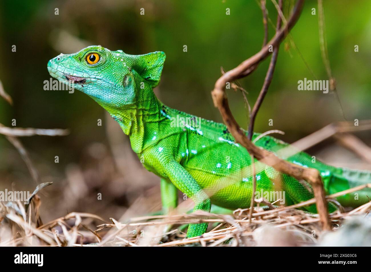 Portrait of Green Basilisk (Basiliscus plumifrons), Dave & Dave's Costa ...