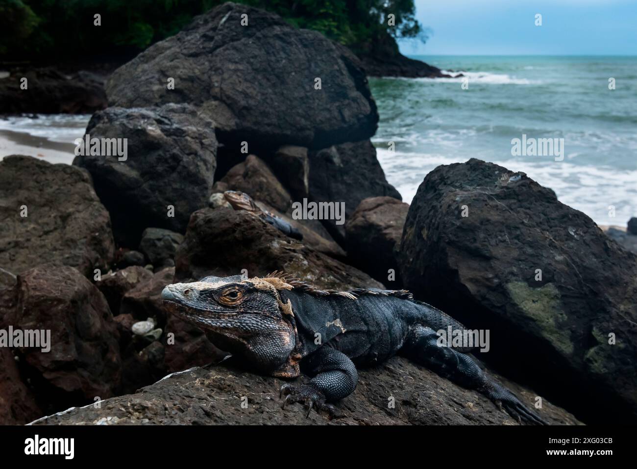 Spiny-tailed black iguana (Ctenosaura similis) on the shore, Manuel ...