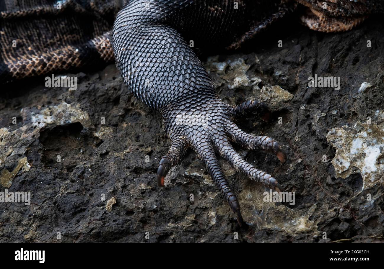 Spiny-tailed Black Iguana (Ctenosaura similis) foreleg, Manuel Antonio ...