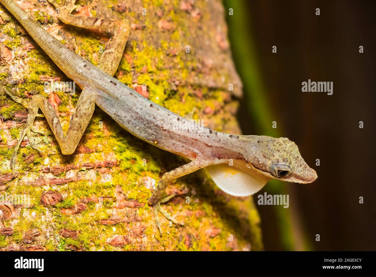 Anole (Anolis sp) tree lizard on a trunk, Costa Rica Stock Photo - Alamy