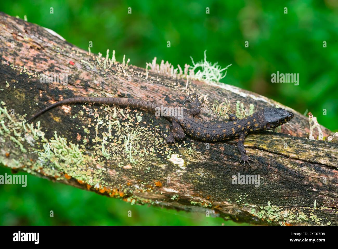Yellow-spotted night lizard (Lepidophyma flavimaculatum) on a branch ...