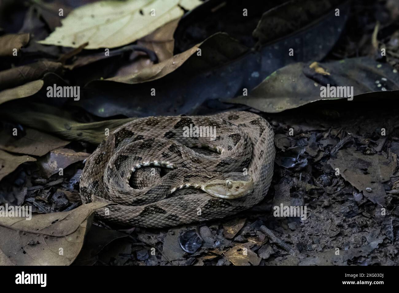 Common lancehead (Bothrops atrox) stalking in the forest, Costa Rica ...