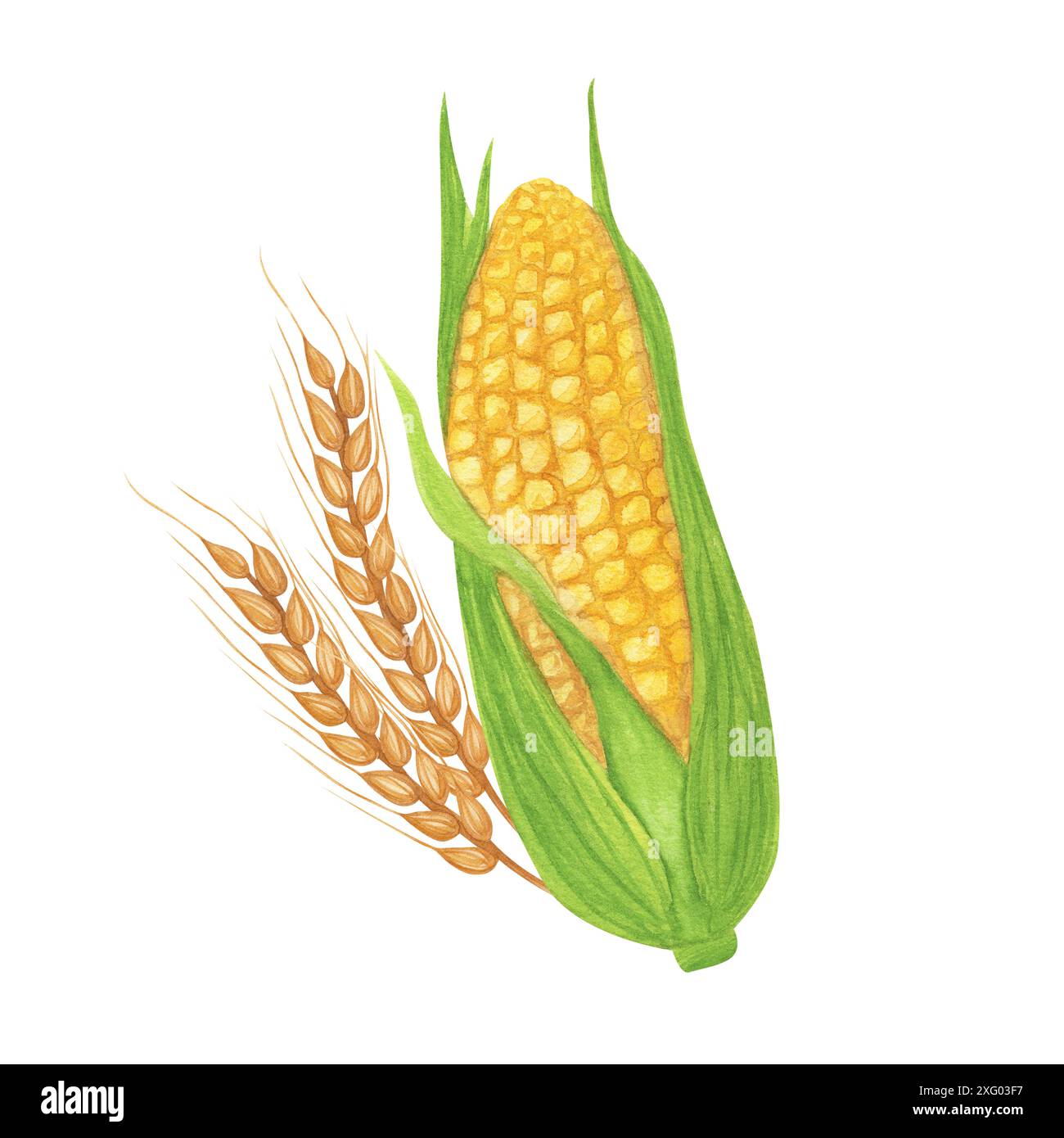 Yellow corn on cob leafs, maize. Wheat oats rye spike spikelets, cereal ...
