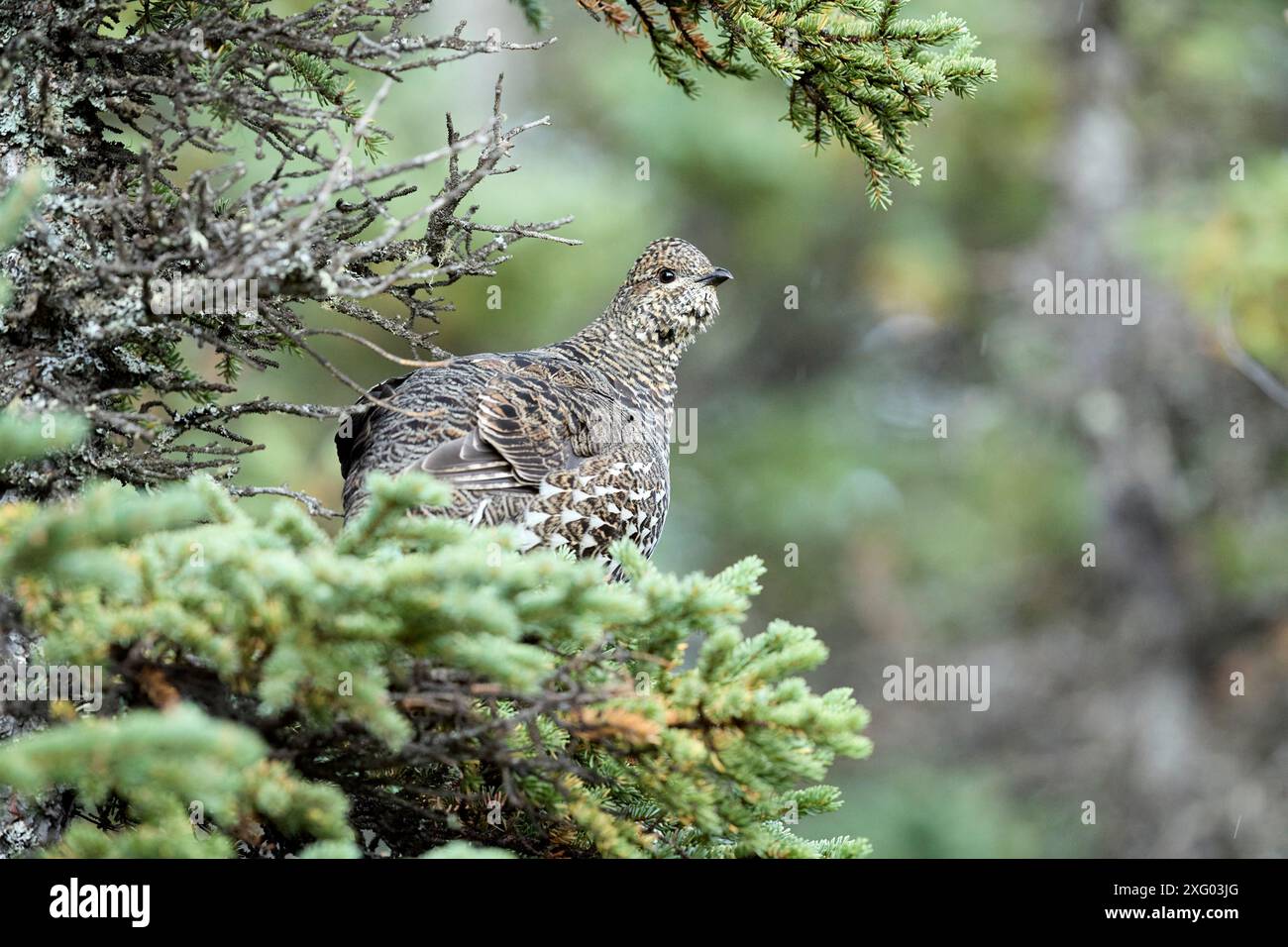 Sharp-tailed grouse (Tympanuchus phasianellus) on a branch, Alaska, USA ...