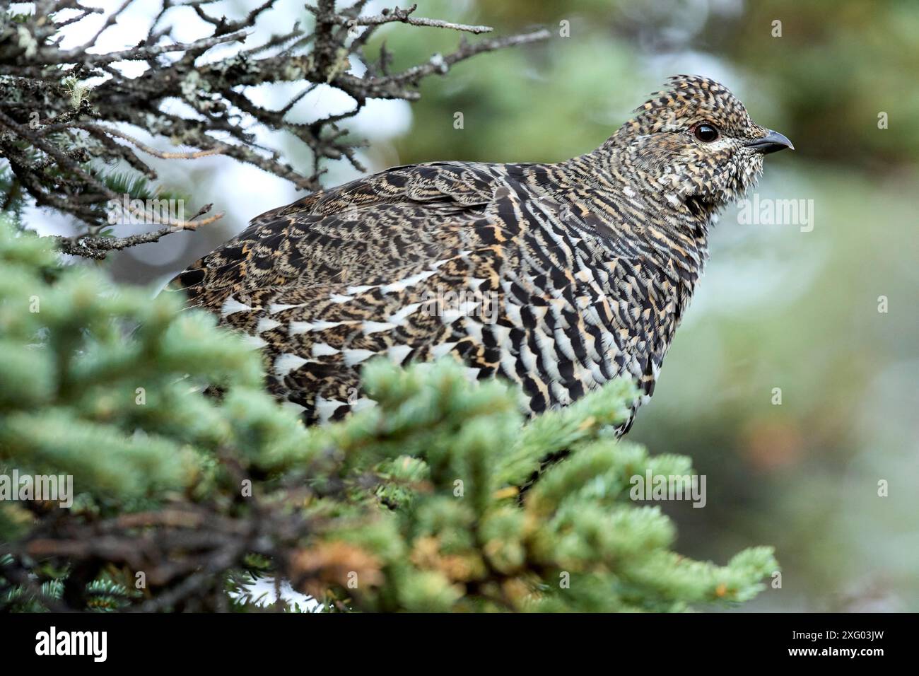 Sharp-tailed grouse (Tympanuchus phasianellus) on a branch, Alaska, USA ...