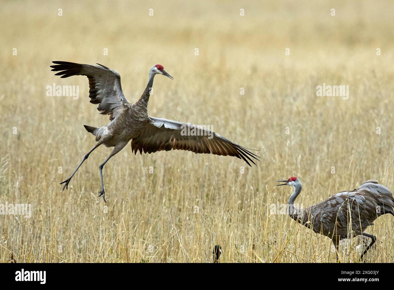 Sandhill crane (Grus canadensis), Fairbanks, Alaska, USA Stock Photo ...