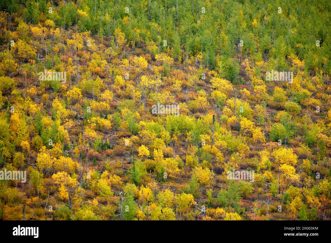 High plant diversity in the Eagle Summit tundra in the White Mountains ...