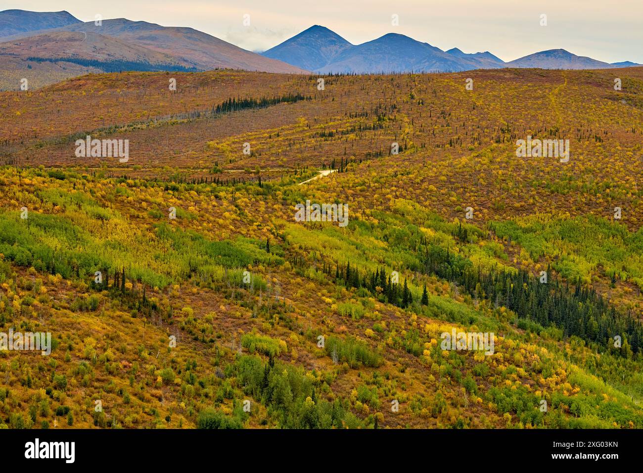 High plant diversity in the Eagle Summit tundra in the White Mountains ...
