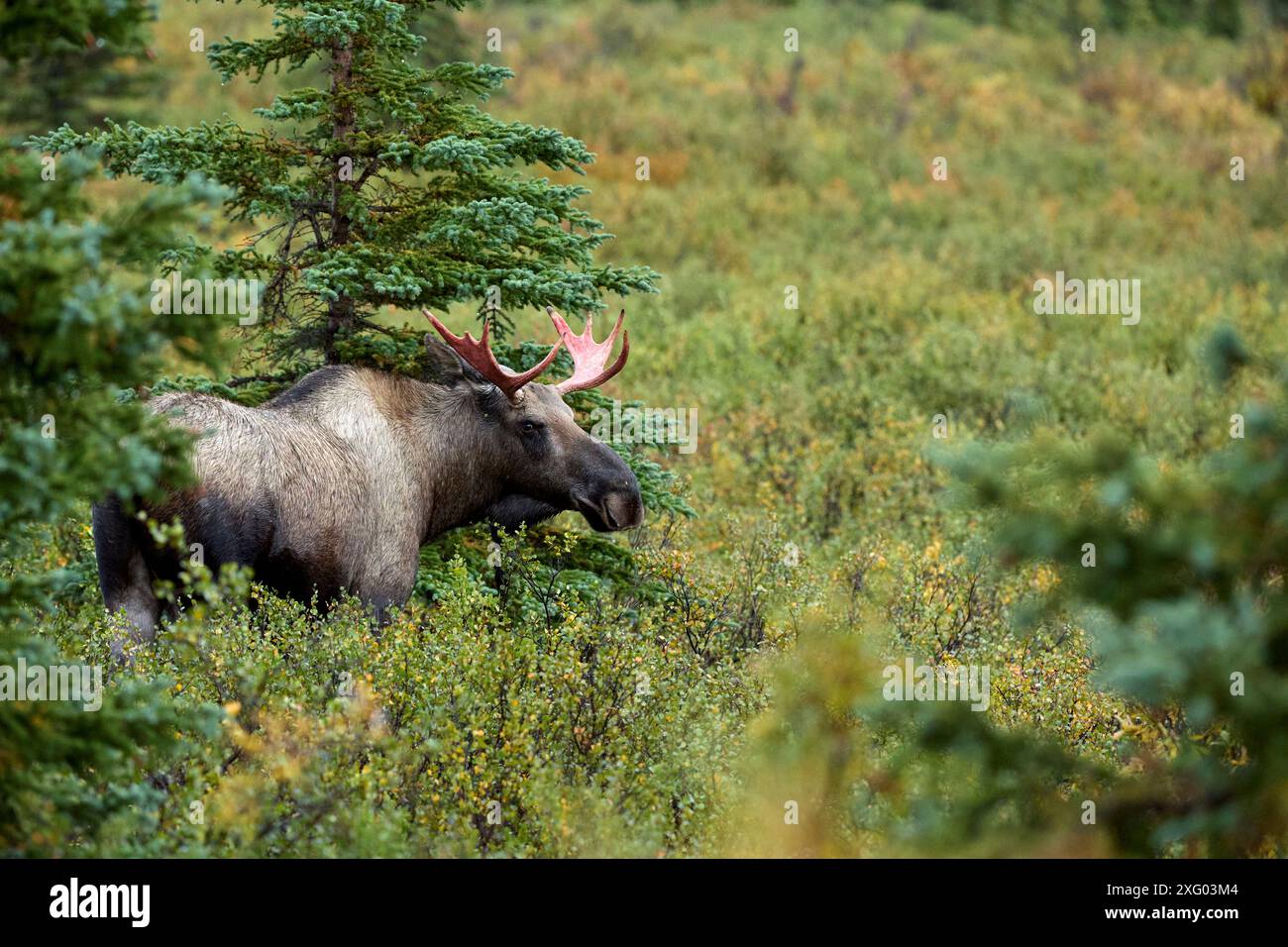 Alaskan moose (Alces alces gigas) in the forest, Denali National Park ...