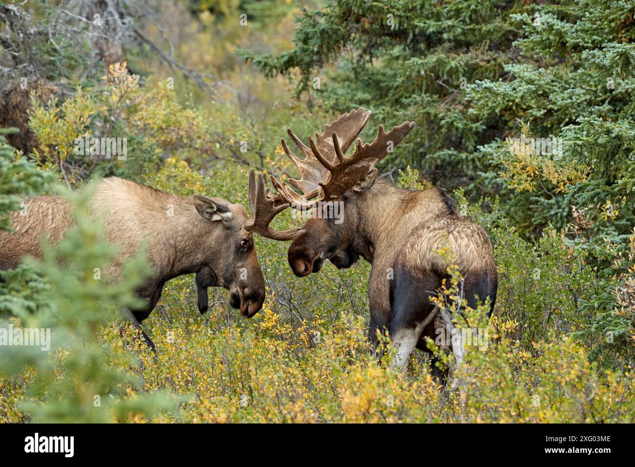Alaskan moose (Alces alces gigas) in rut, Denali National Park, Alaska ...