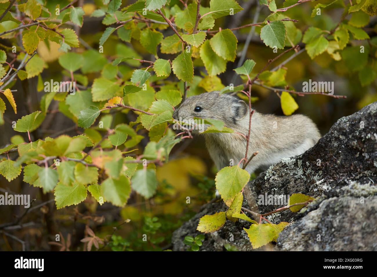 Collared Pika (Ochotona collaris) eating leaves on a rock, Denali ...
