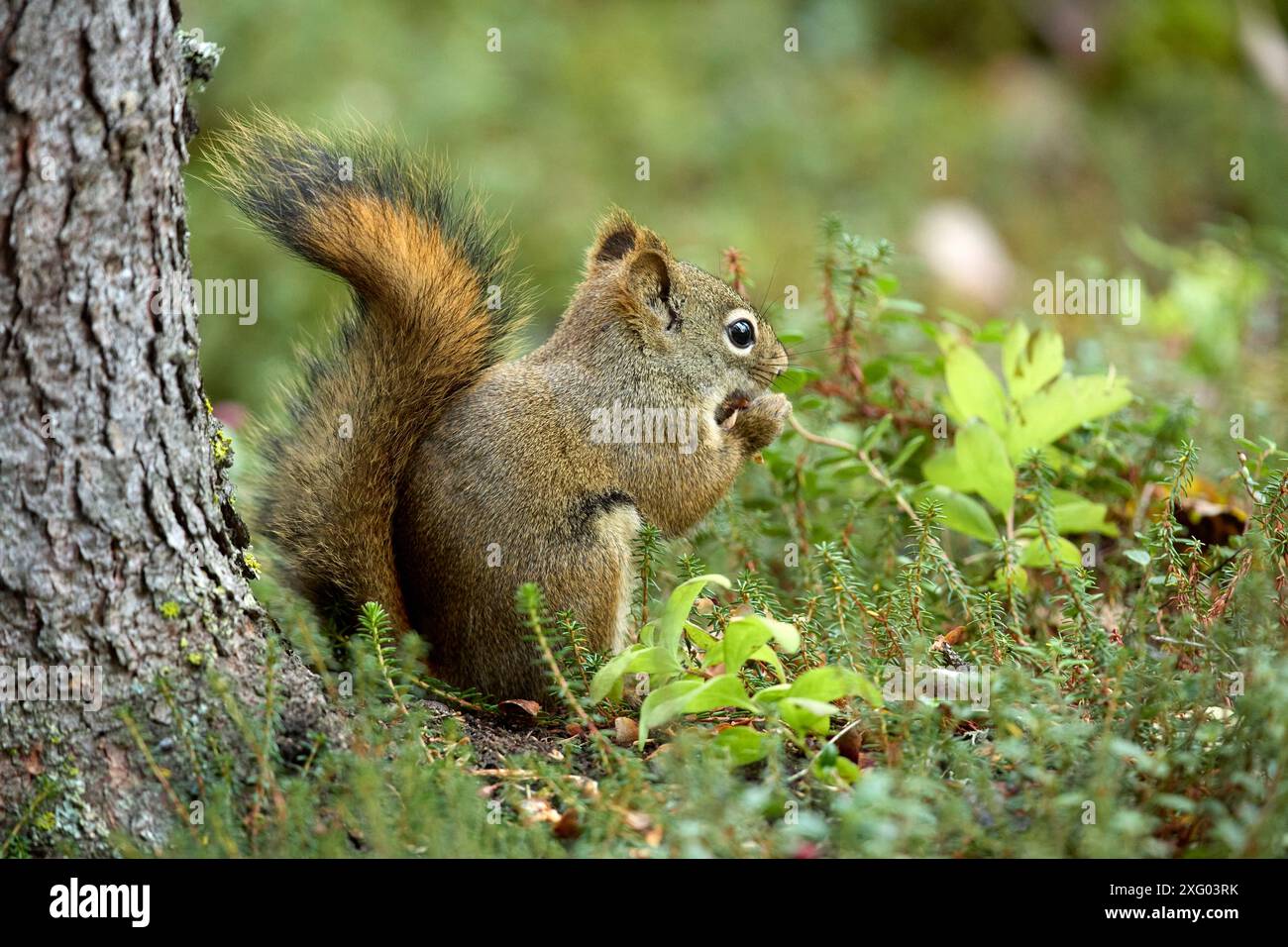 America Red Squirrel (Tamiasciurus hudsonicus) eating on the ground ...