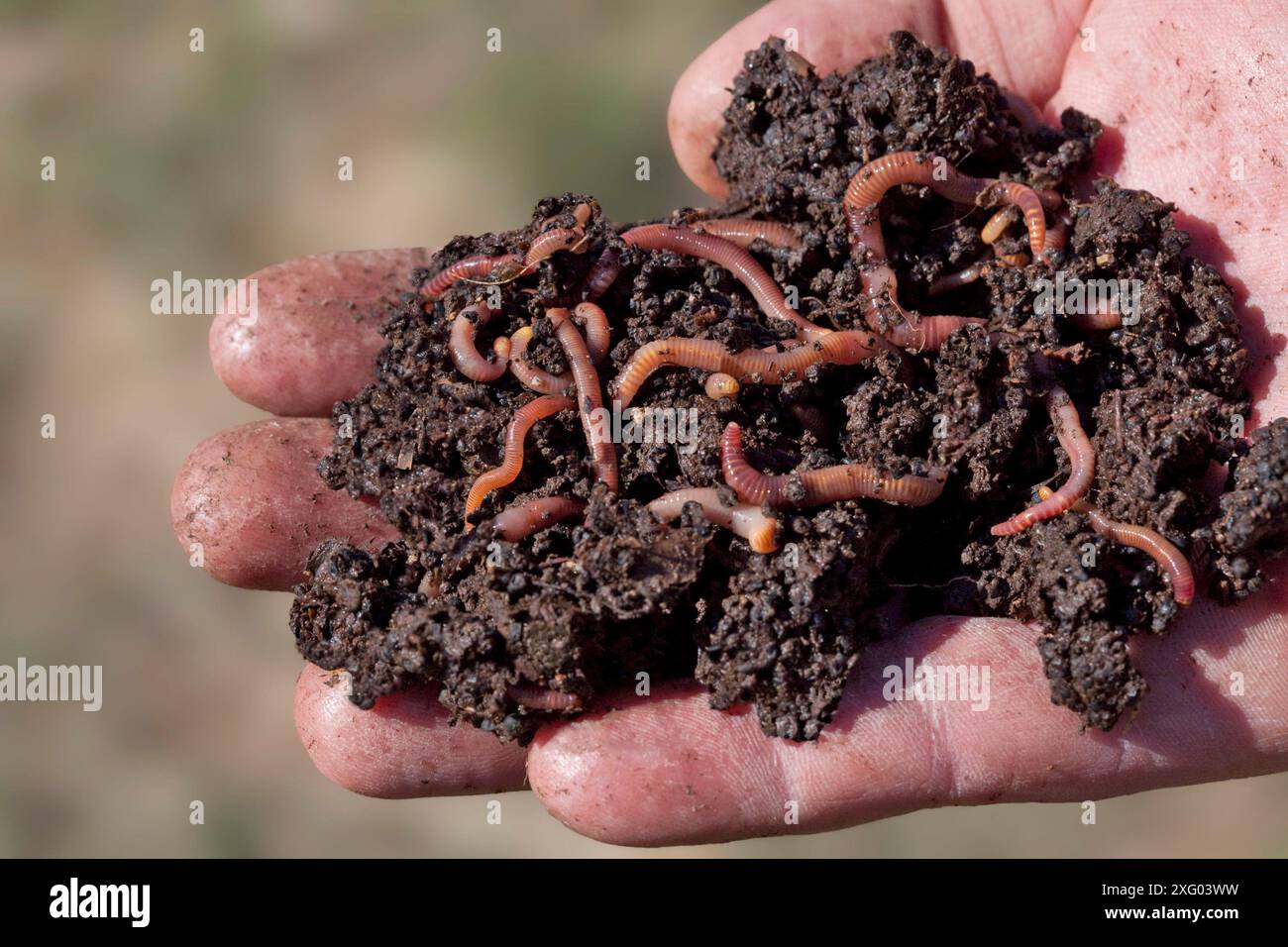 Earthworms in compost or rich soil Stock Photo - Alamy